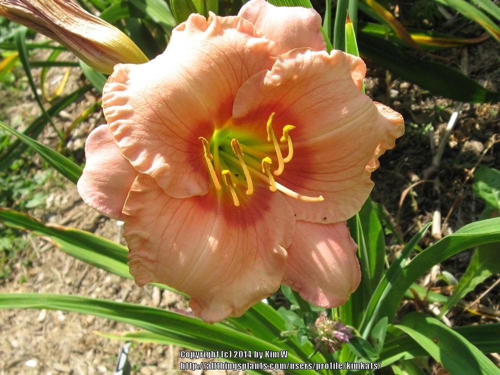 Daylily (Hemerocallis 'Jedi Fancy Pants') in the Daylilies Database - Garden.org