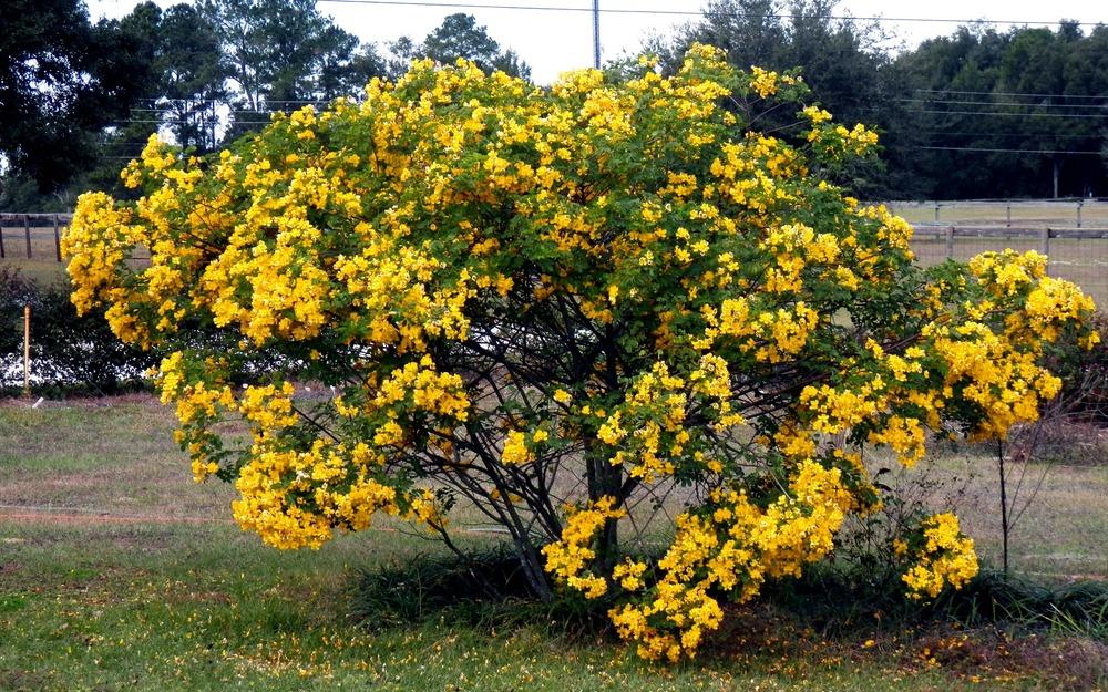 Photo of the entire plant of Christmas Senna (Senna bicapsularis ...