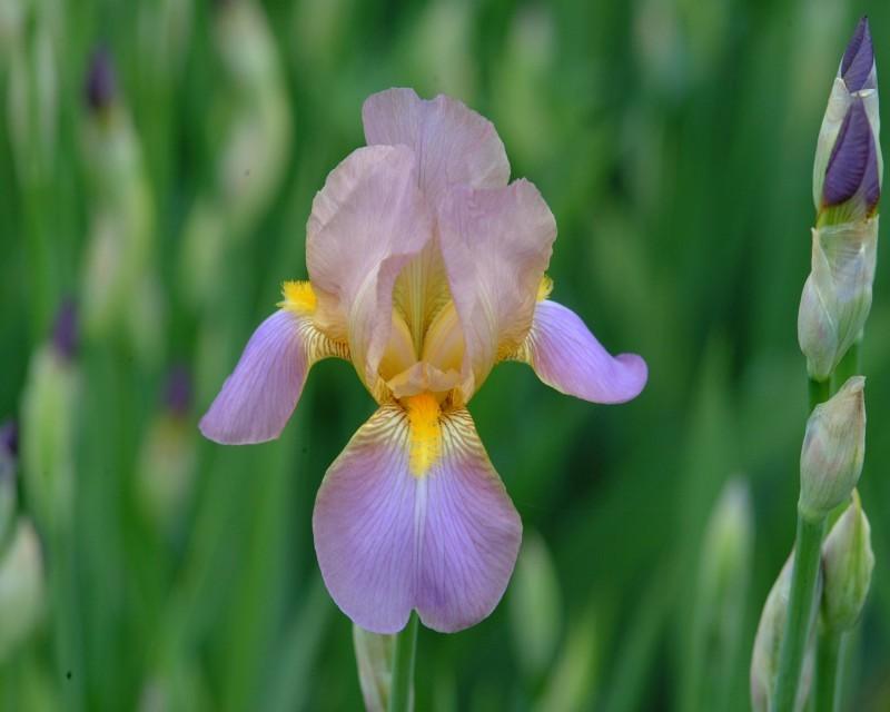 Photo of the bloom of Tall Bearded Iris (Iris 'Quaker Lady') posted by ...