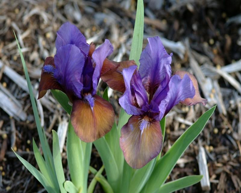 Standard Dwarf Bearded Iris (Iris 'Grape Cordial') in the Irises ...