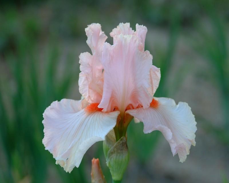 Photo of the bloom of Border Bearded Iris (Iris 'October Splendor ...