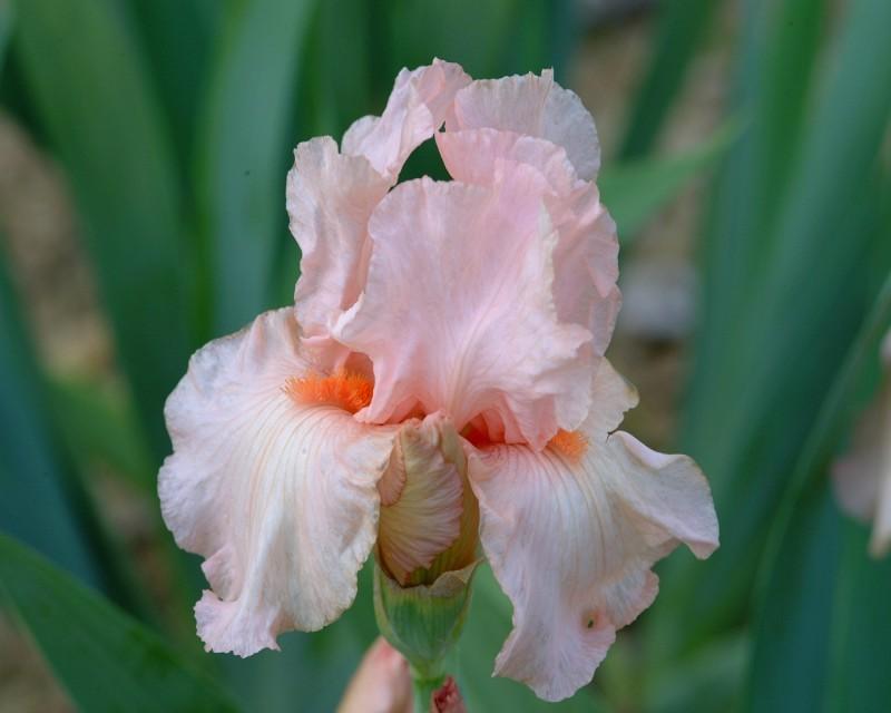 Photo of the bloom of Tall Bearded Iris (Iris 'Pink Attraction') posted ...