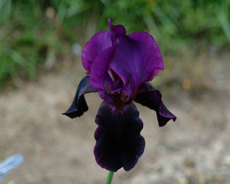 Photo of the bloom of Tall Bearded Iris (Iris 'Sable Night') posted by ...