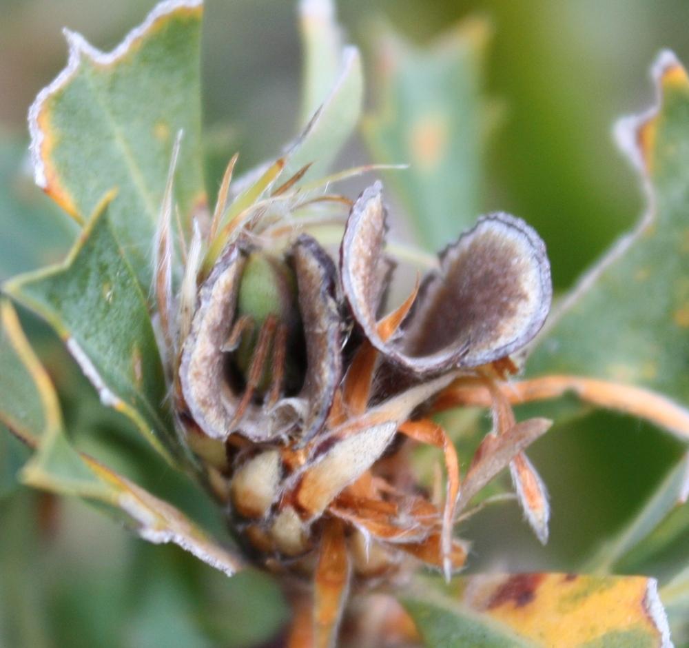 Parrot Bush (Banksia sessilis) - Garden.org