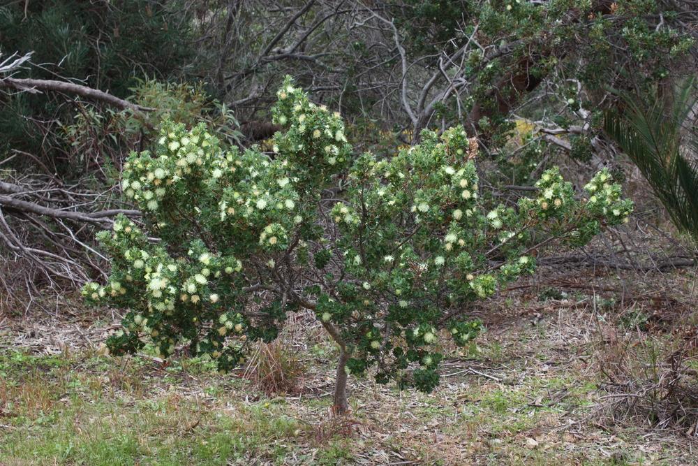 Photo of the entire plant of Parrot Bush (Banksia sessilis) posted by ...
