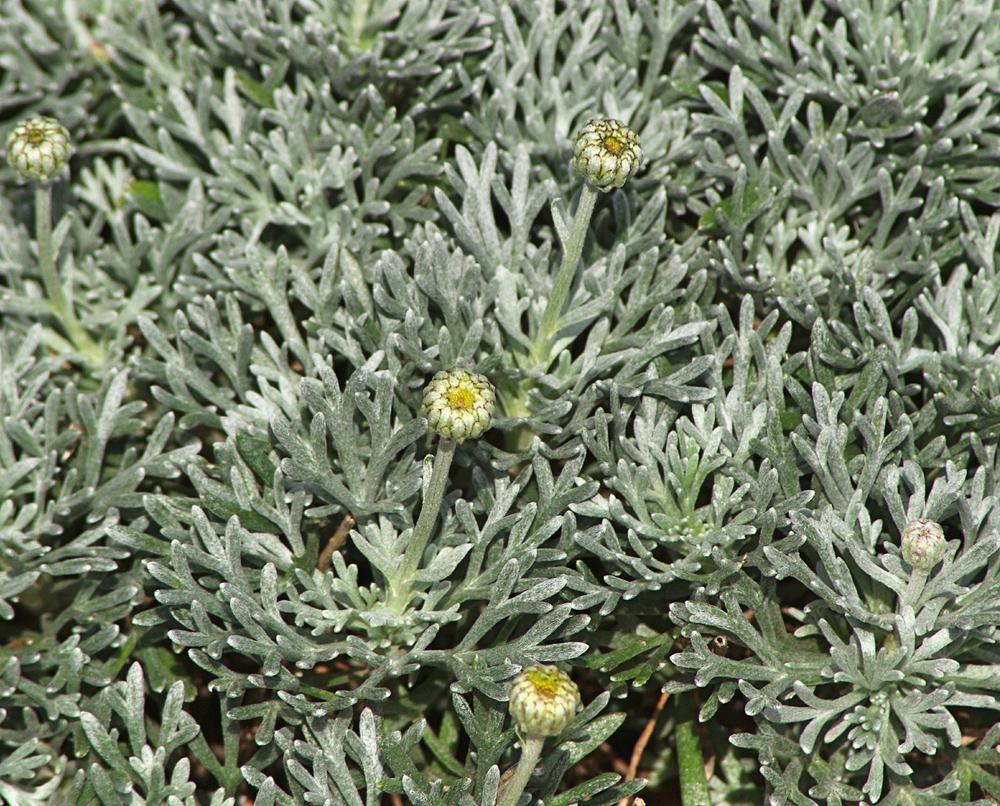 Photo of the leaves of Moroccan Daisy (Rhodanthemum hosmariense) posted ...