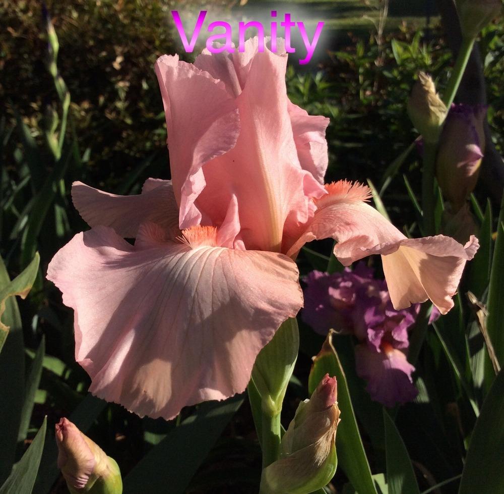 Photo of the bloom of Tall Bearded Iris (Iris 'Vanity') posted by ...