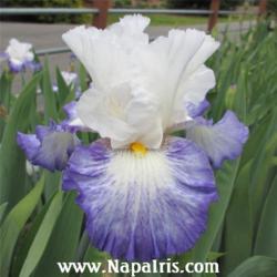 Tall Bearded Iris (Iris 'Edge of Glory') in the Irises Database ...