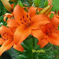 Photo of the bloom of Lily (Lilium 'Brunello') posted by mattsmom ...