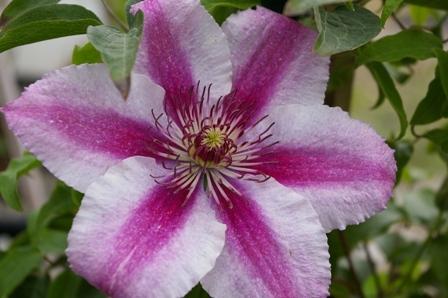 Photo of the bloom of Clematis 'Darius' posted by Calif_Sue - Garden.org
