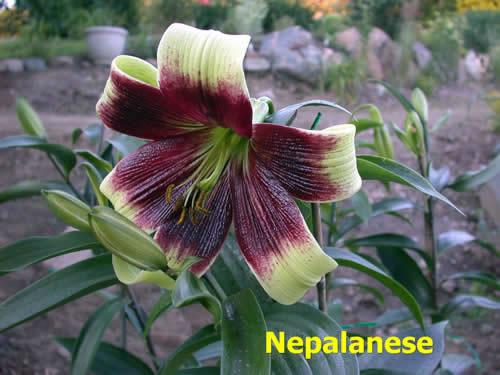 Photo of the bloom of Nepal Lily (Lilium nepalense) posted by Calif_Sue ...