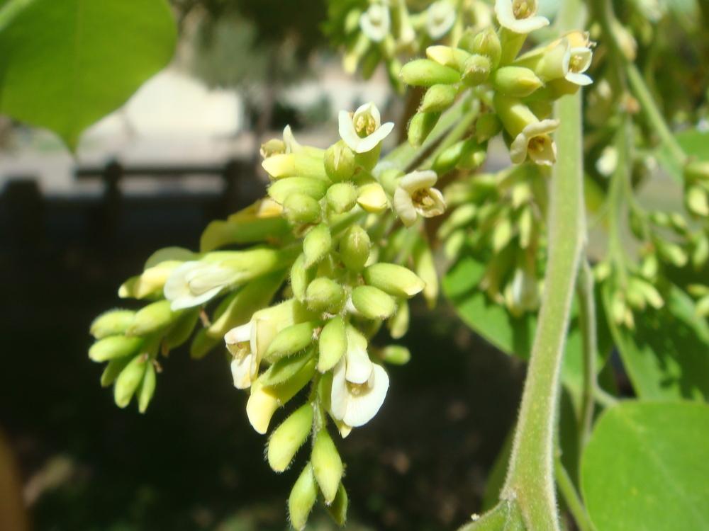 Photo of the bloom of Indian Rosewood (Dalbergia sissoo) posted by ...