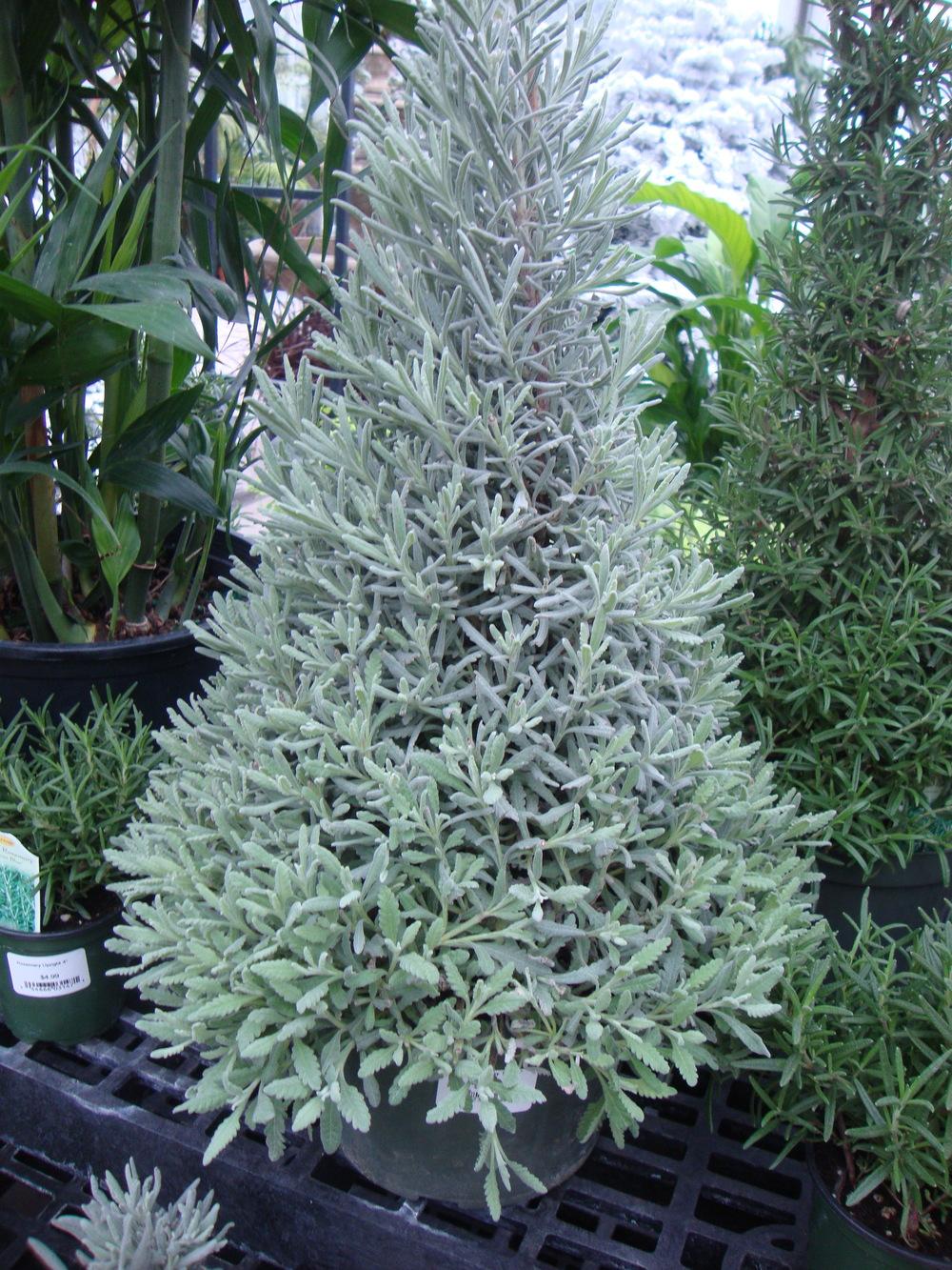 Photo of the entire plant of Lavender (Lavandula x ginginsii 'Goodwin ...