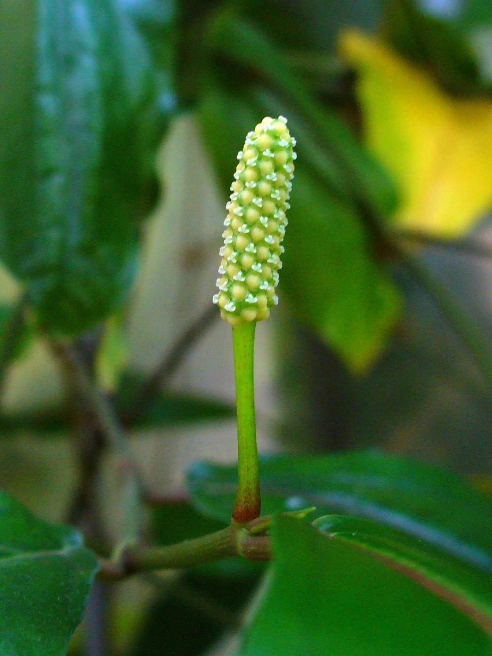 Tailed Pepper (Piper cubeba) - Garden.org