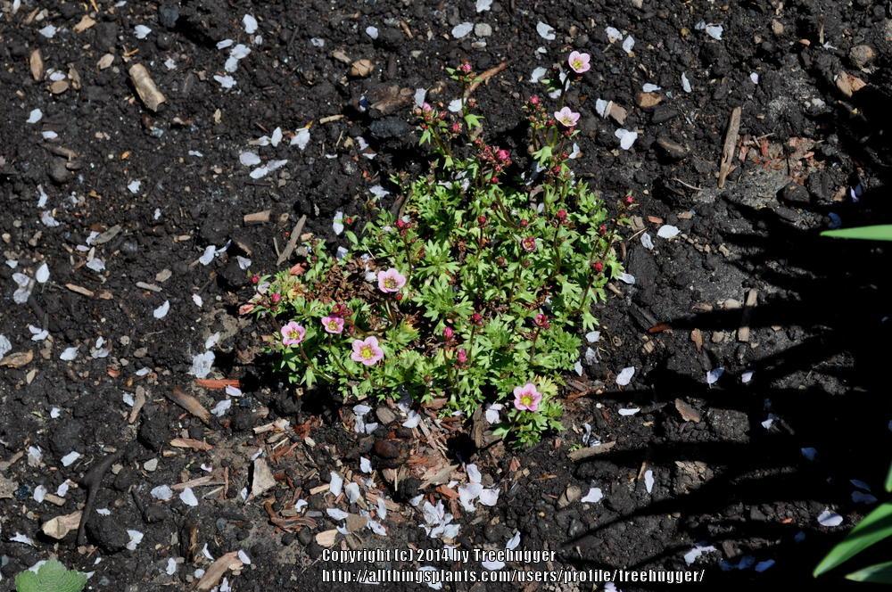 Rockfoil (Saxifraga Highlander™ Rose Shades) - Garden.org