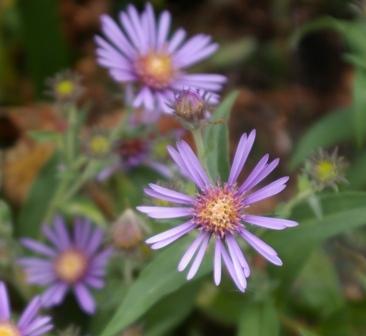Giant Mountain Aster (Canadanthus modestus) - Garden.org