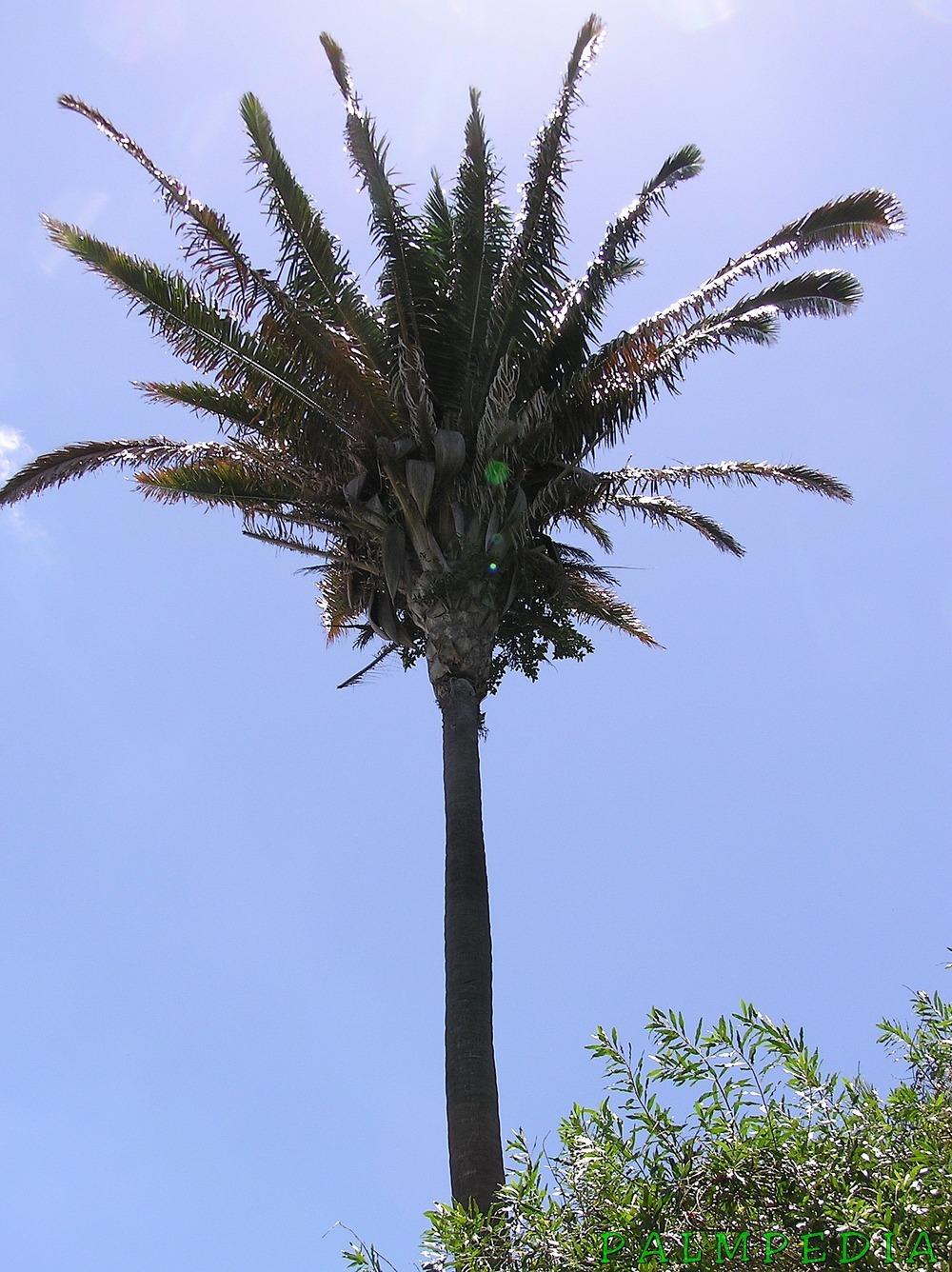 Photo of the entire plant of Cohune Palm (Attalea cohune) posted by ...