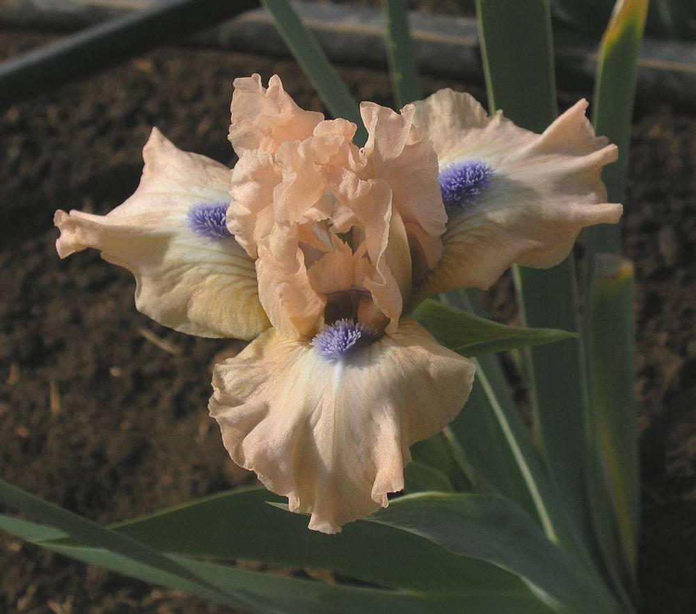 Photo of the bloom of Standard Dwarf Bearded Iris (Iris 'Poignant ...