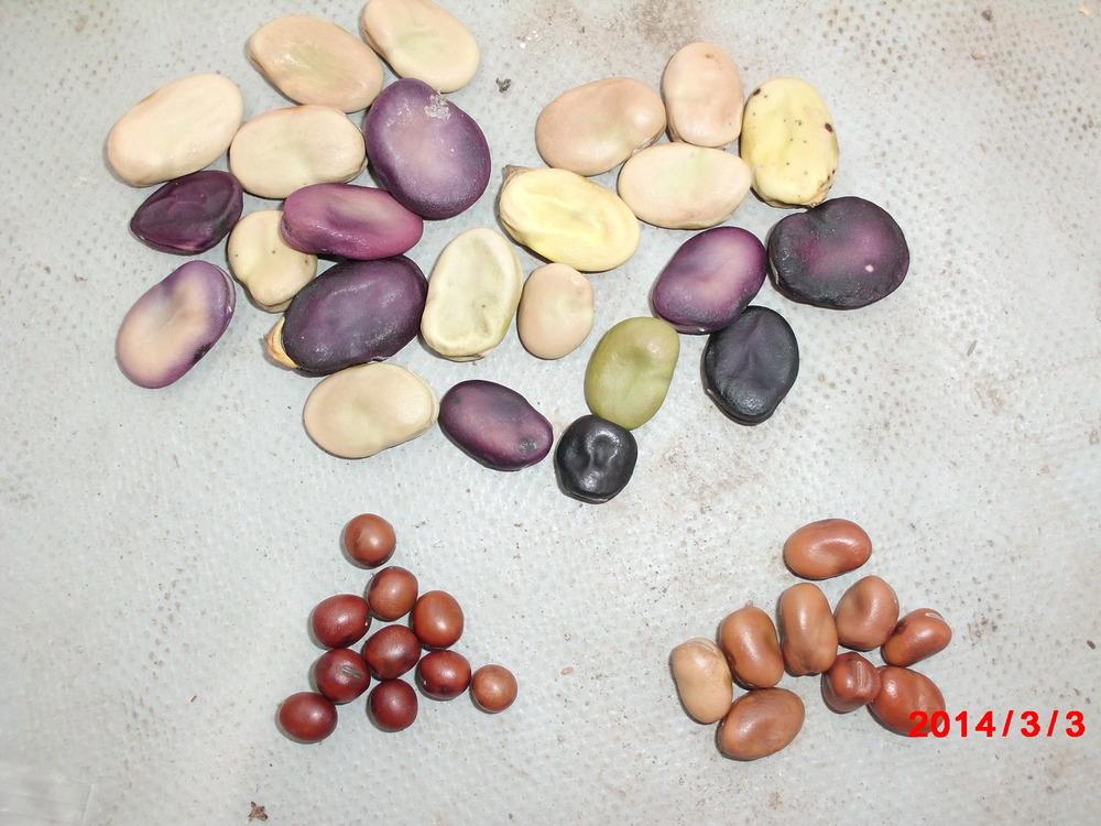 Photo of the seeds of Horse Bean (Vicia faba var. equina) posted by ...