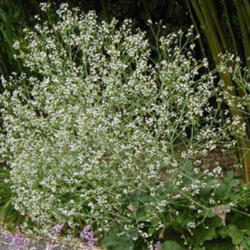 Photo of the entire plant of Colewort (Crambe cordifolia) posted by ...
