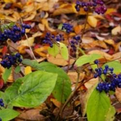 Blue Evergreen Hydrangea (Hydrangea febrifuga) in the Hydrangeas ...