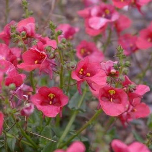 Diascia 'Red Start' - Garden.org