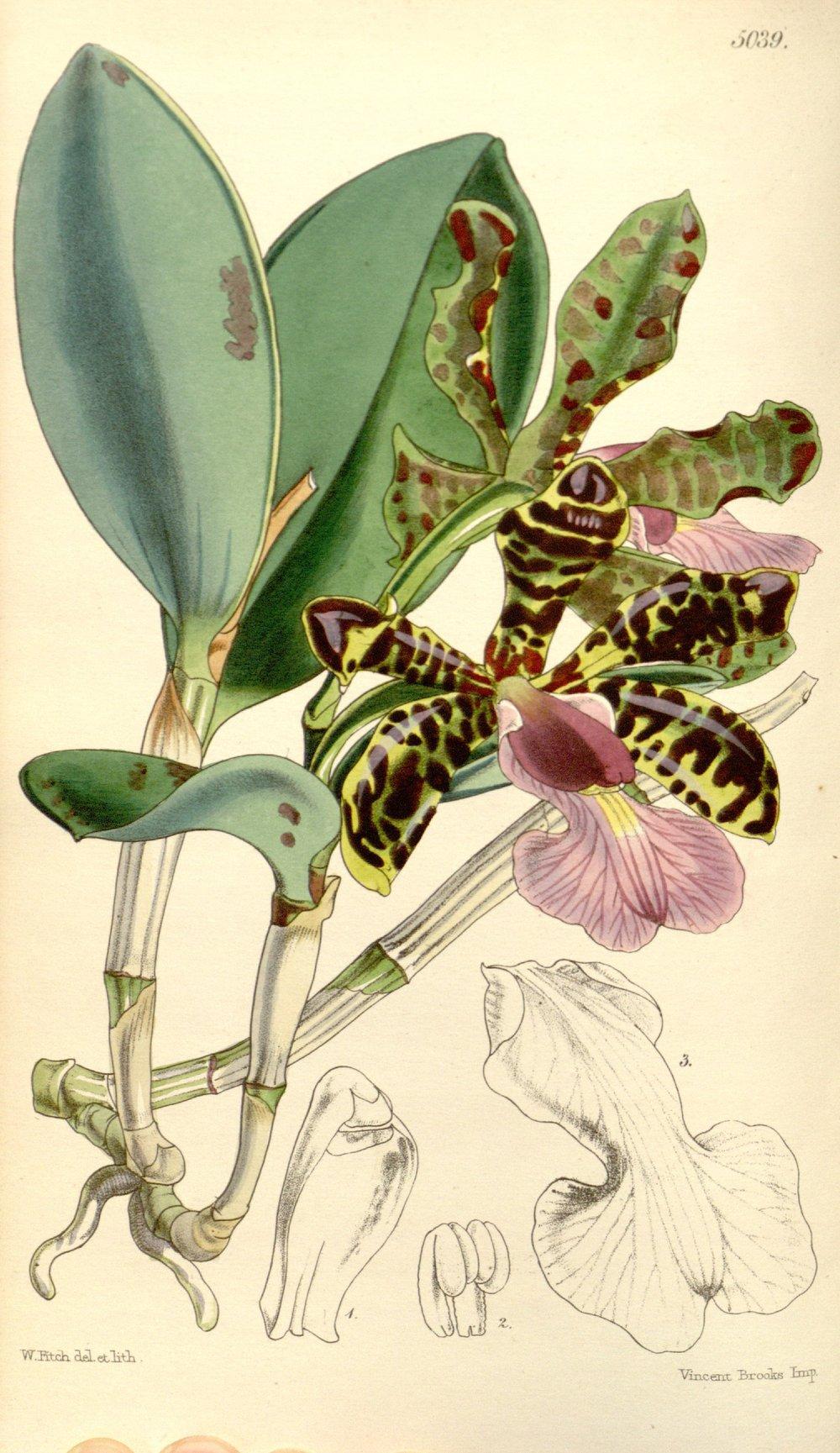 Photo of the entire plant of Lady Ackland's Cattleya (Cattleya ...