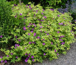 Photo of the entire plant of Cranesbill (Geranium 'Ann Folkard') posted ...