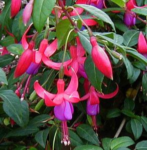 Fuchsia 'Old Fashioned' in the Fuchsias Database - Garden.org