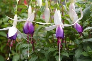 Fuchsia 'Carmel Blue' in the Fuchsias Database - Garden.org