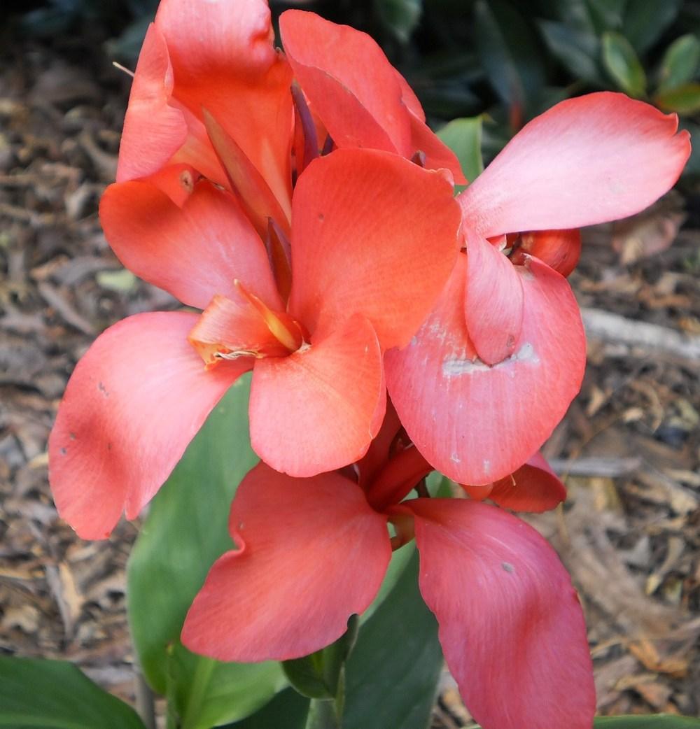 Canna Lily (Canna x generalis 'Tropical Rose') in the Cannas Database ...