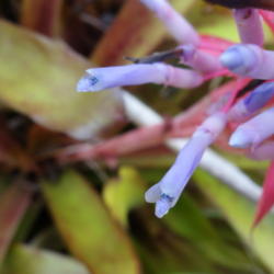 Photo of the entire plant of Bromeliad (Portea alatisepala) posted by ...
