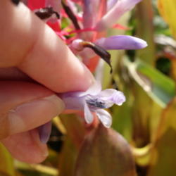 Photo of the entire plant of Bromeliad (Portea alatisepala) posted by ...