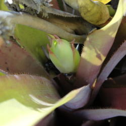 Photo of the entire plant of Bromeliad (Portea alatisepala) posted by ...