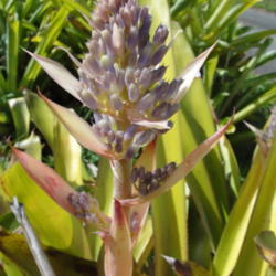 Photo of the entire plant of Bromeliad (Portea alatisepala) posted by ...