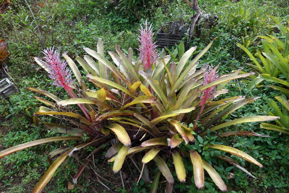 Photo of the entire plant of Bromeliad (Portea alatisepala) posted by ...