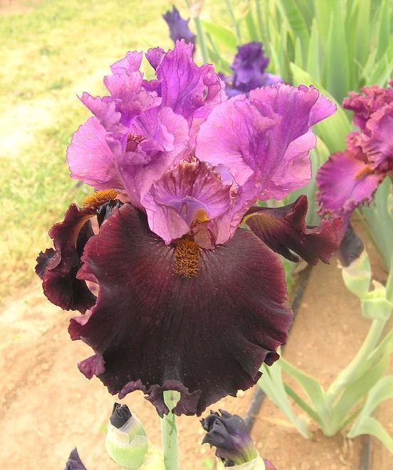 Photo of the bloom of Tall Bearded Iris (Iris 'I'm Back') posted by ...