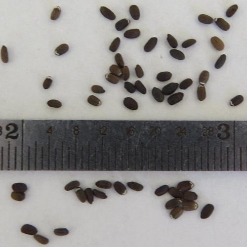 Greek Catmint (Nepeta parnassica) in the Catmints Database - Garden.org