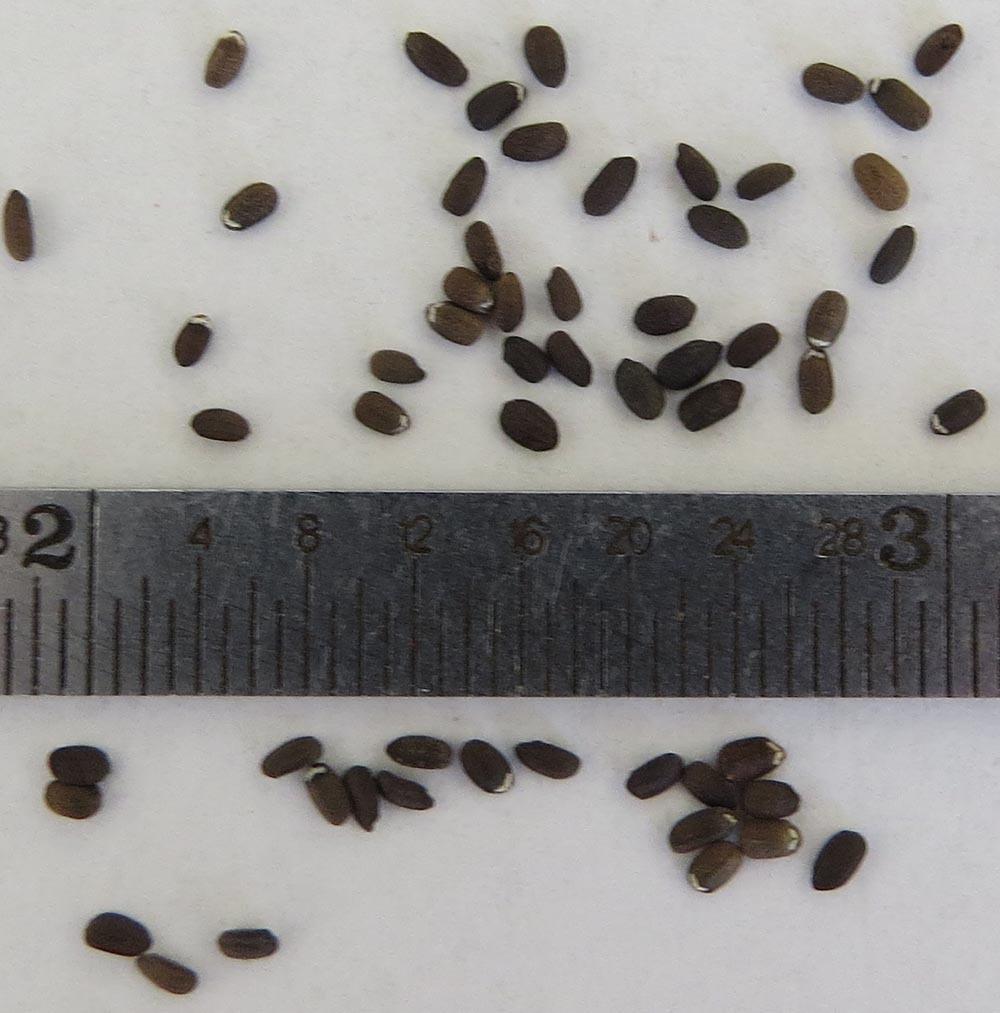 Greek Catmint (Nepeta parnassica) in the Catmints Database - Garden.org