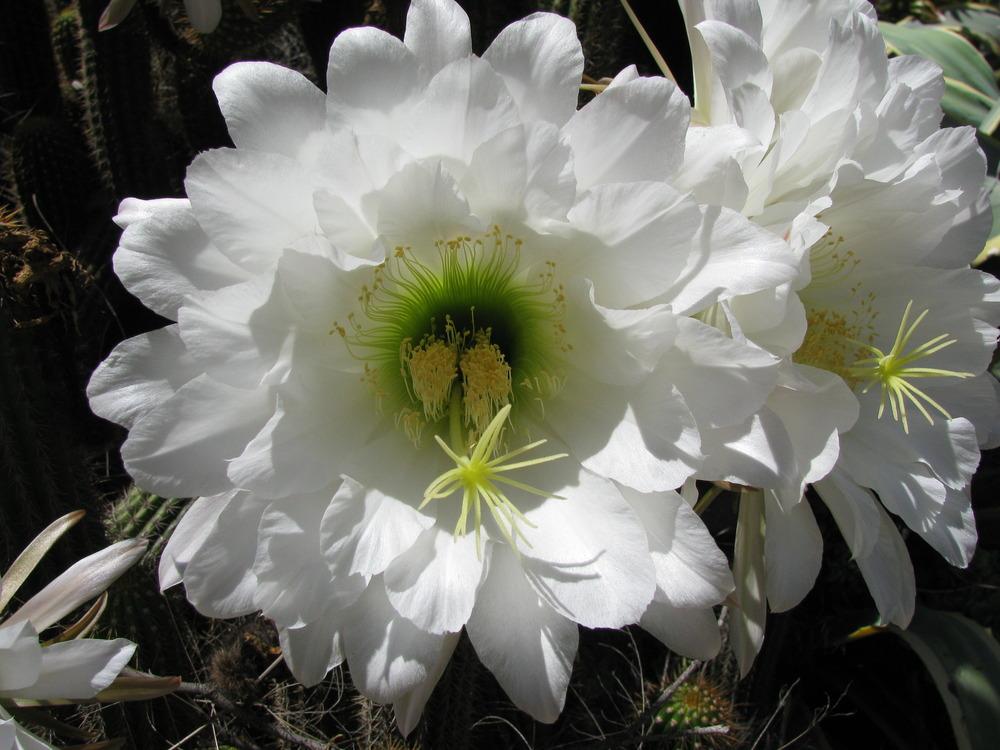Photo of the bloom of White Torch Cactus (Soehrensia spachiana) posted ...
