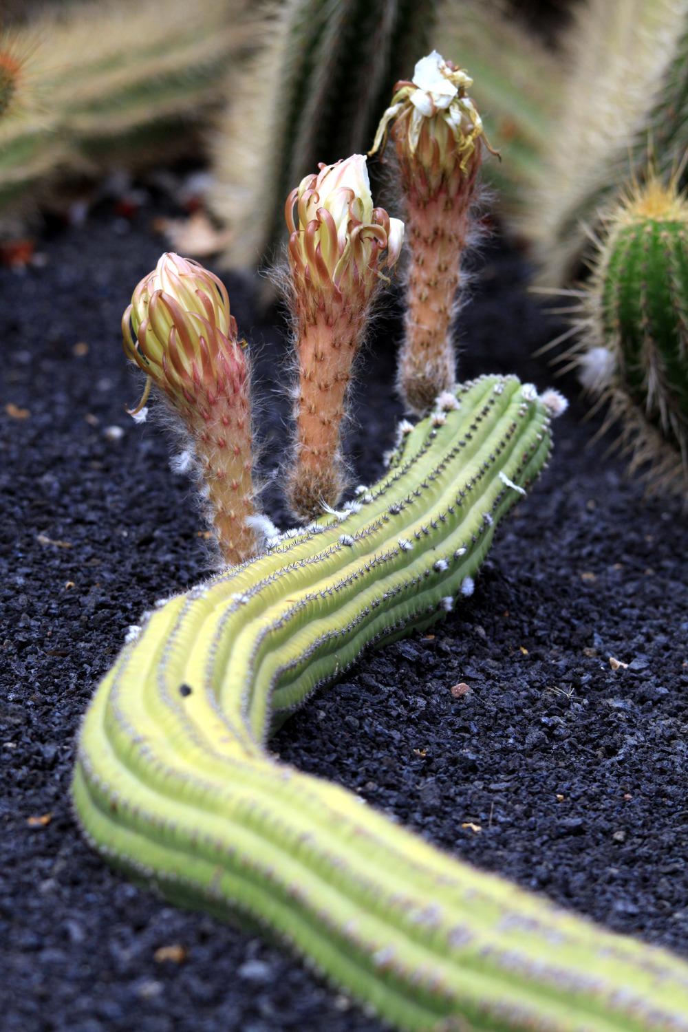 Photo of the closeup of buds, sepals and receptacles of White Torch ...