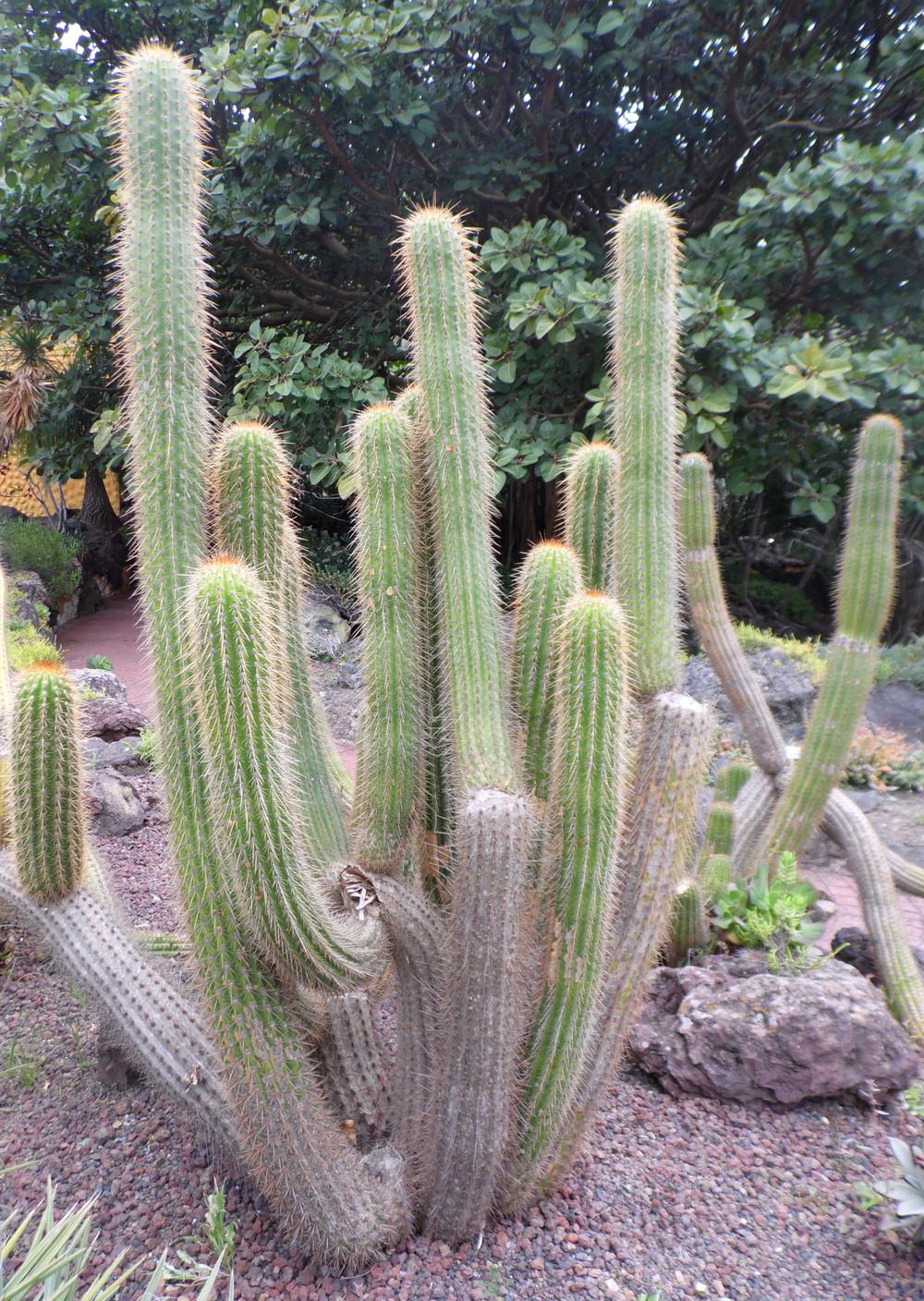 Photo of the stem, scape, stalk or bark of White Torch Cactus ...