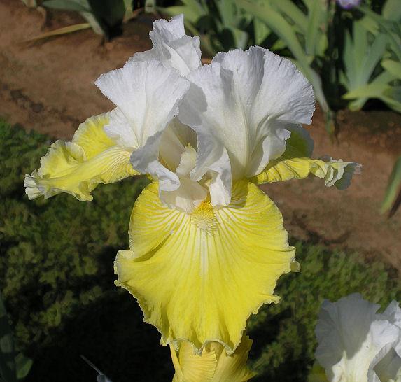 Photo of the bloom of Tall Bearded Iris (Iris 'Lemon Cloud') posted by ...