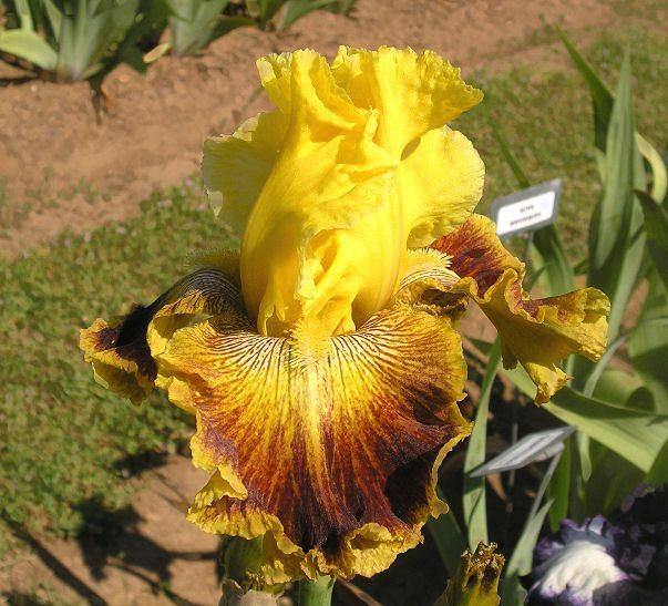 Photo of the bloom of Tall Bearded Iris (Iris 'French Riviera') posted ...