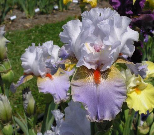 Photo of the bloom of Tall Bearded Iris (Iris 'Flying Down to Rio ...
