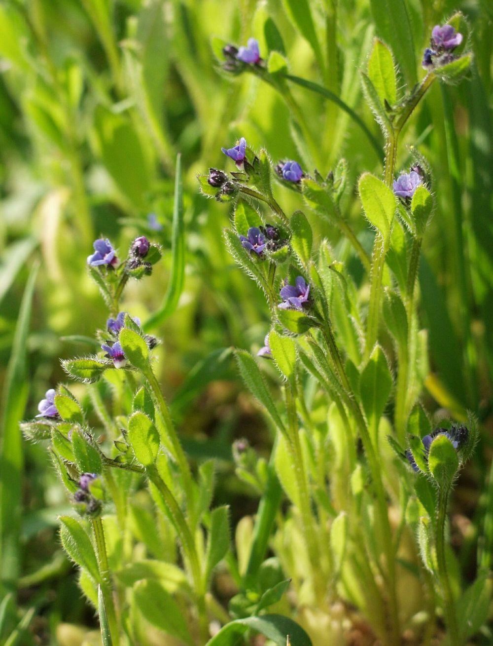 Photo of the closeup of buds, sepals and receptacles of Madwort ...