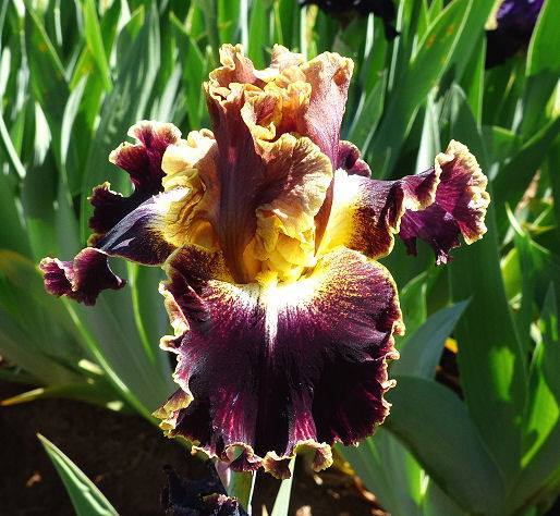 Photo of the bloom of Tall Bearded Iris (Iris 'Volcanic Glow') posted ...