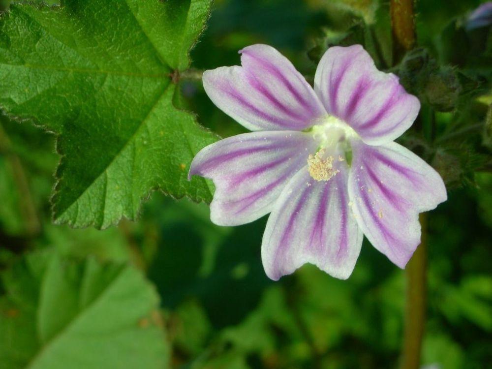 Cornish Mallow (Malva multiflora) - Garden.org