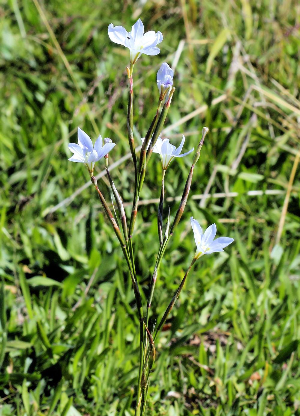 Moraea speciosa - Garden.org