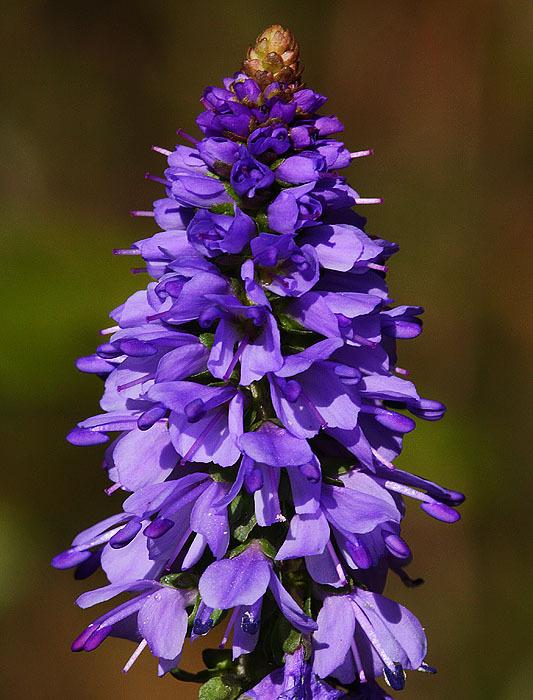 Synthyris missurica subsp. stellata - Garden.org